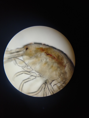 Stenothoe valida · iNaturalist