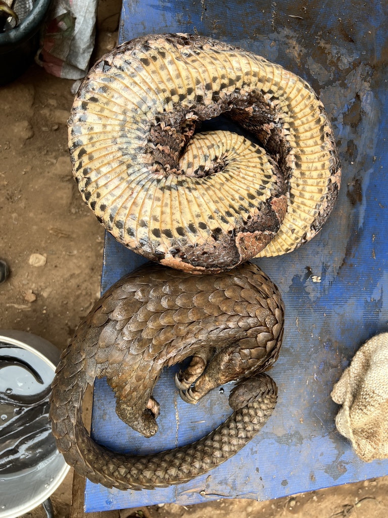 White-bellied Pangolin in February 2022 by Miroslav Bobek. Pangolin ...