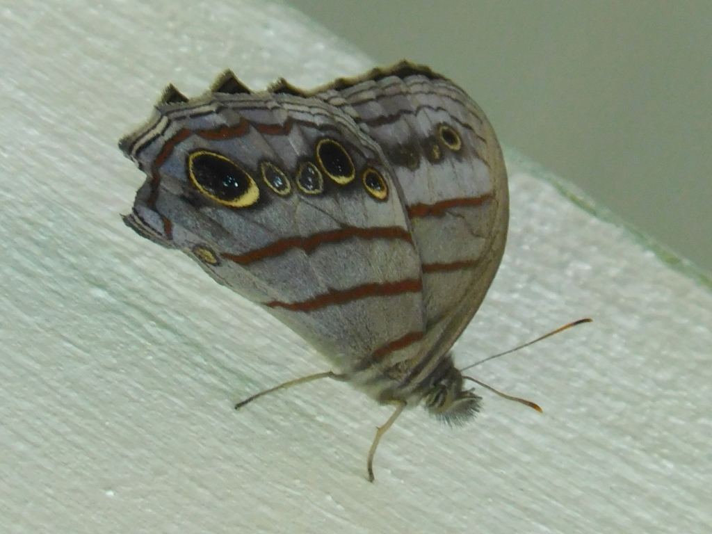 Blue-gray Satyr from R359+W7R, Puerto Cortes, Honduras on February 18 ...