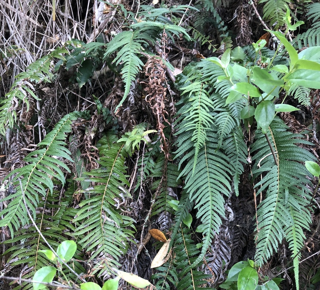 Rasp fern from Herald Island, Herald Island, Auckland, NZ on February ...