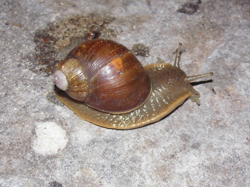 Megalobulimus globosus · iNaturalist United Kingdom