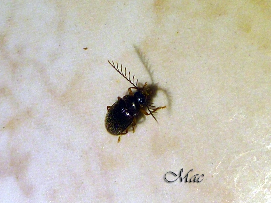 Toe-winged Beetles from El Dorado on February 08, 2022 by Marcela ...