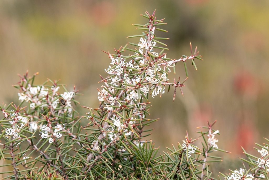 Pincushion trees from Green Cape NSW 2551, Australia on July 7, 2021 at ...