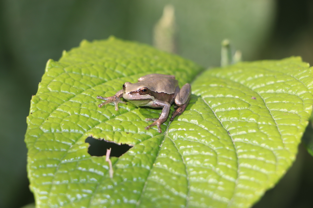 Holarctic Treefrogs from Rancho El sinaí- Jilotepec, Ver., México on ...