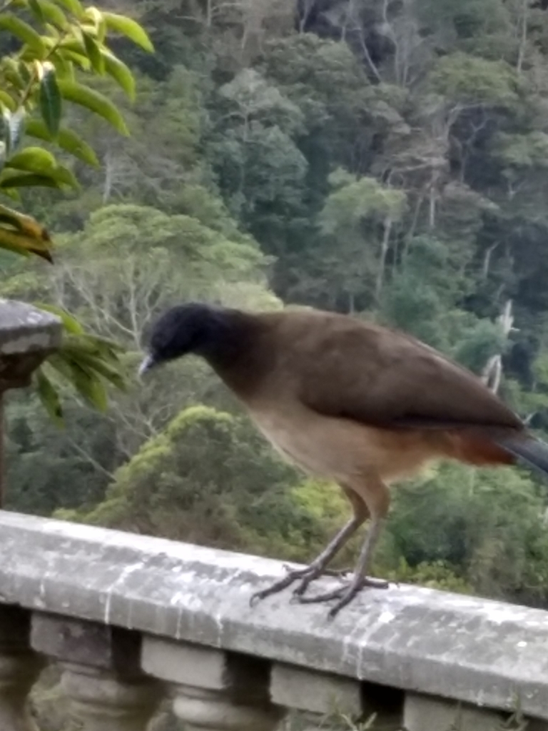 Rufous-vented Chachalaca from Urb. Los Castores, San Antonio de Los ...
