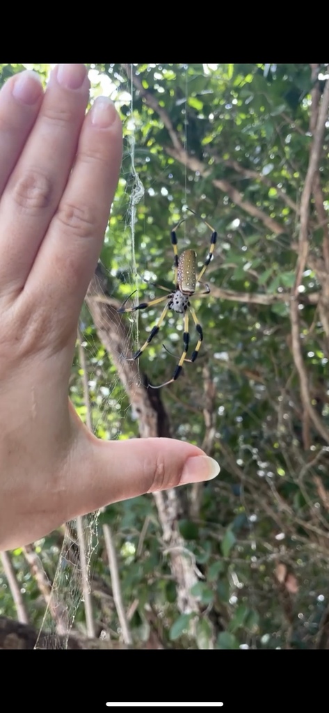 Golden Silk Spider from Vaca Key, Marathon, FL, US on February 21, 2022 ...