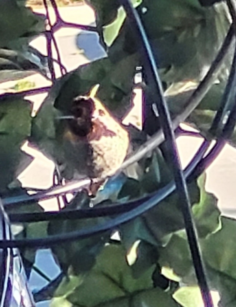 Anna's Hummingbird from Victoria, BC V8Z 5G5, Canada on February 22 ...