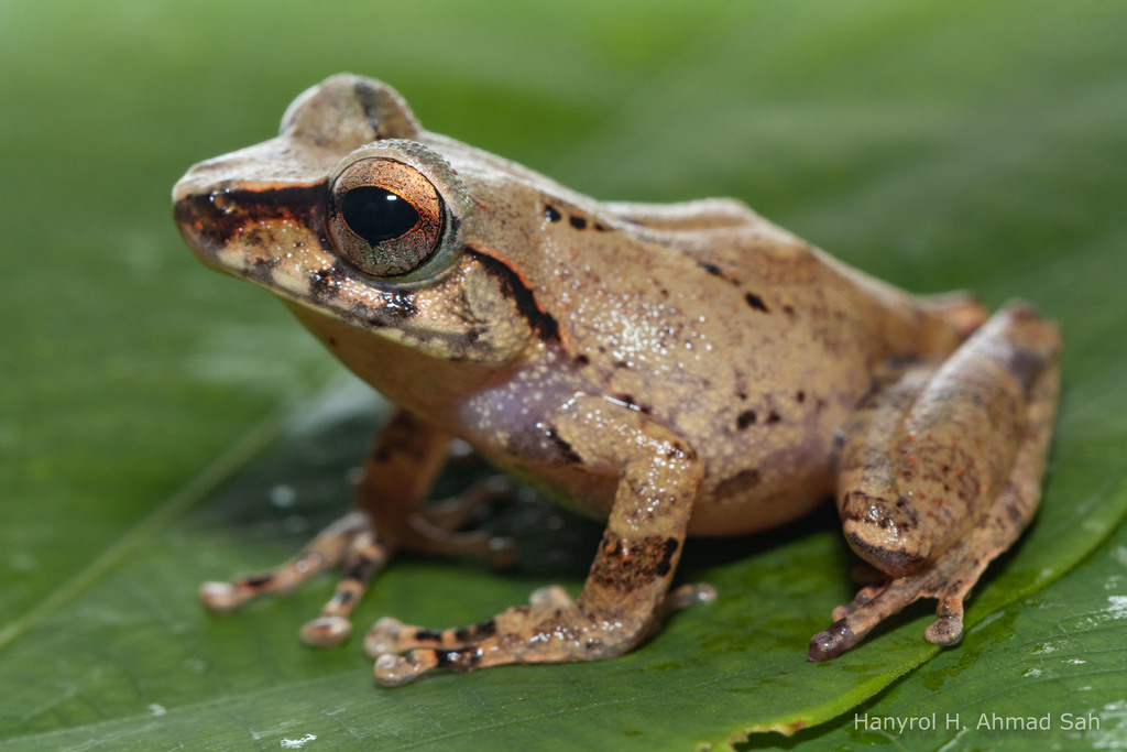 Inger's Bubble-nest Frog in November 2013 by honeyroll_ahmad_sah ...