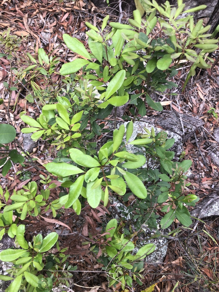 Guioa in October 2021 by Liam Gill · iNaturalist