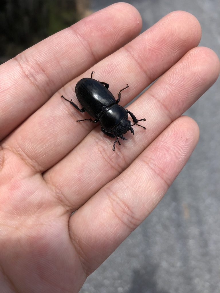 Lucaninae from 1, Aka, Zamami, Shimajiri-Gun, Okinawa, JP on May 15 ...