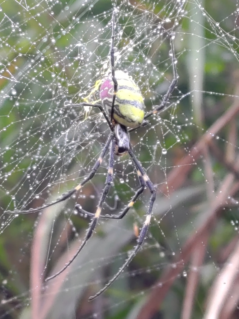 Joro Spider from 603台灣嘉義縣梅山鄉Unnamed Road, 603 on February 23, 2022 at ...