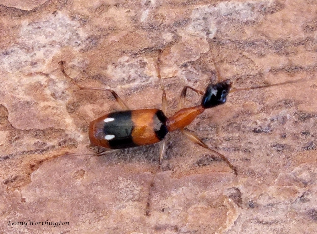 Ophionea ishiii from Pattaya Chonburi Thailand on February 23, 2022 at ...