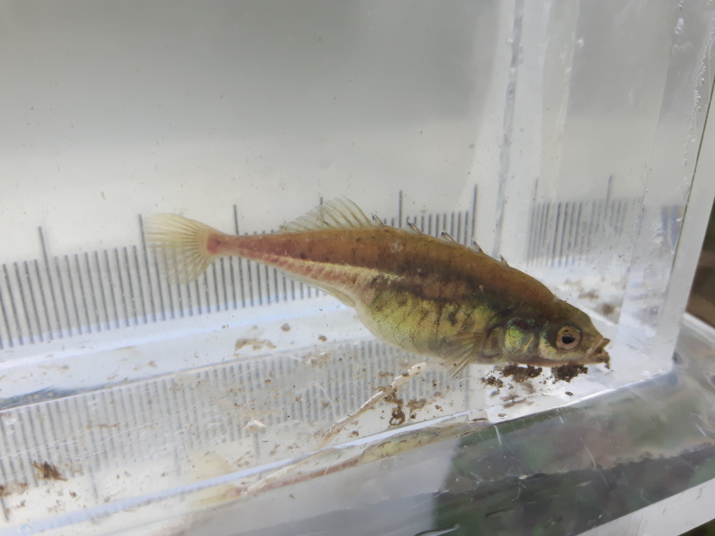 Brook Stickleback