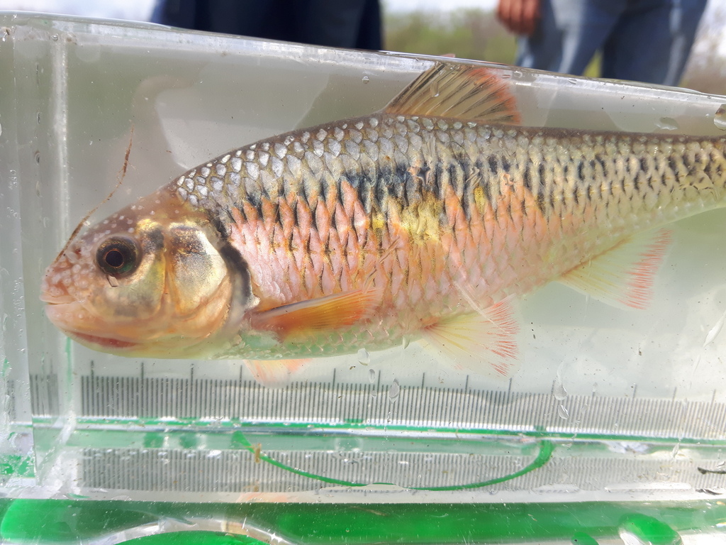 Striped Shiner from Cavan-Monaghan, ON, Canada on May 15, 2018 at 03:43 ...
