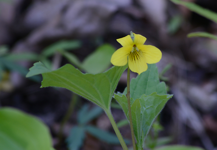 Smooth Yellow Violet from Salt Fork State Park, Ohio on May 03, 2015 by ...