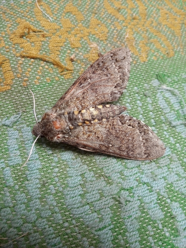 Manduca mossi · iNaturalist