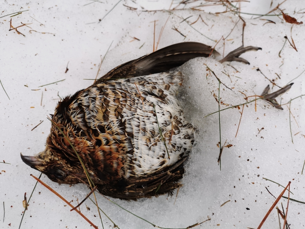 Ruffed Grouse from Pictou, CA-NS, CA on February 23, 2022 at 04:08 PM ...