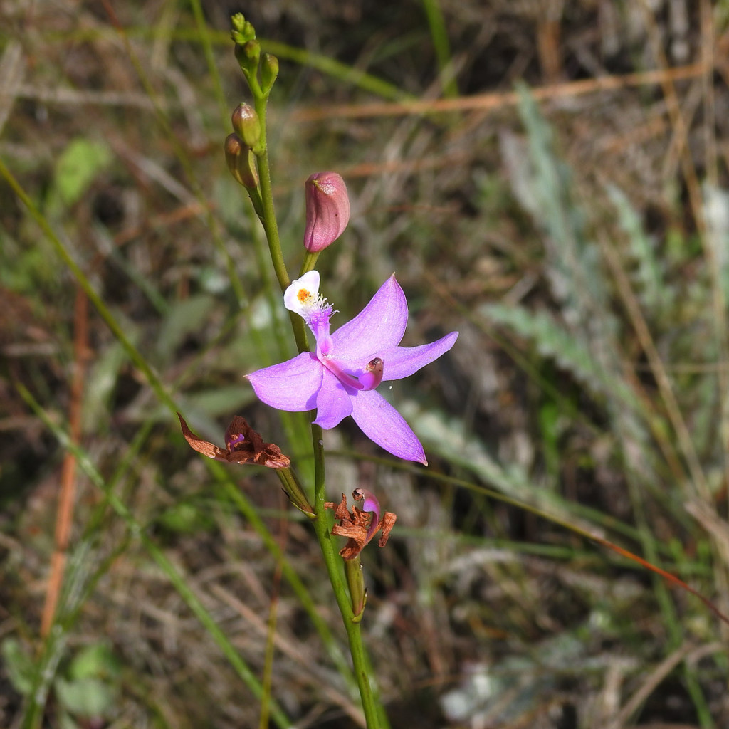 Simpson's Grasspink in February 2022 by Pablo L Ruiz · iNaturalist