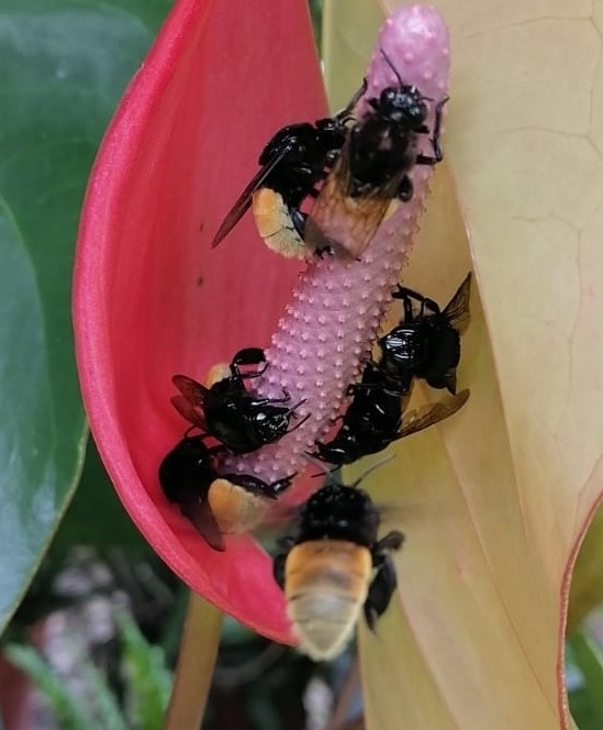 Eulaema polychroma from 69840 San Miguel Achiutla, Oaxaca, Mexico on ...