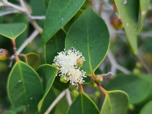 Red stopper (Eugenia rhombea)