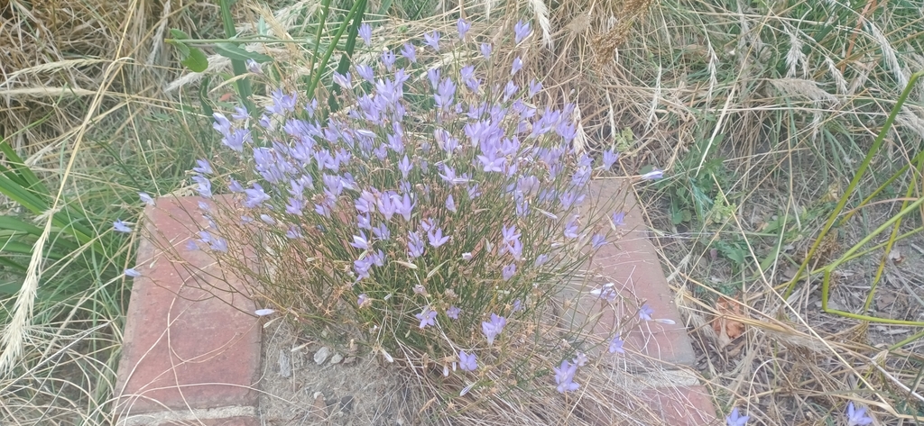 Tufted Bluebell from WJ, Wantirna South VIC 3152, Australia on February ...
