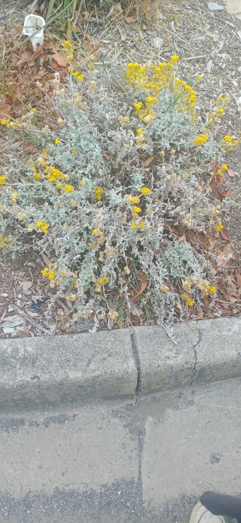 Common Everlasting from WM9, Wantirna South VIC 3152, Australia on ...