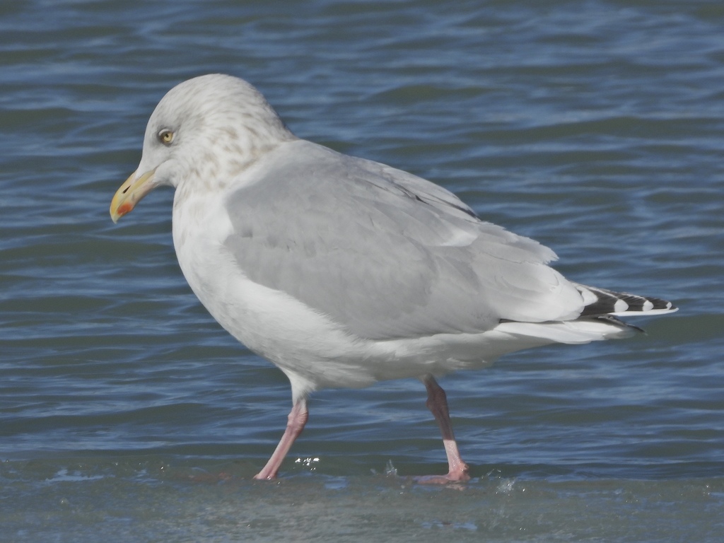 Nelson's Gull from Winthrop Harbor, IL, USA on February 19, 2022 at 12: ...