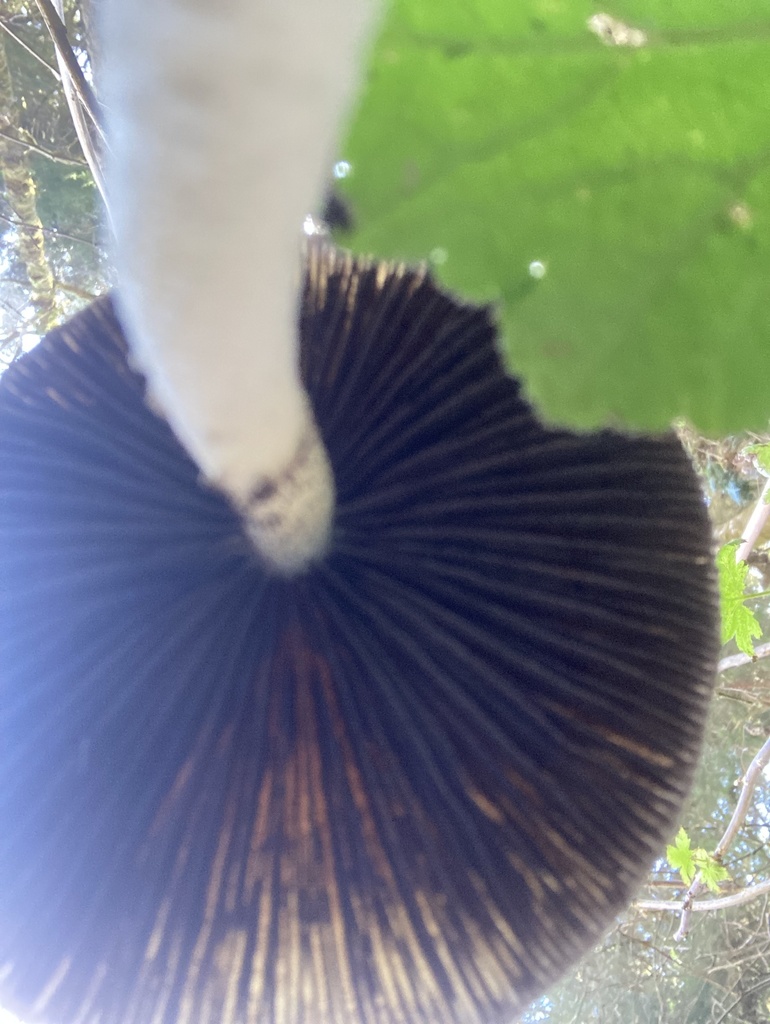 Questionable Stropharia in February 2022 by karenmyu · iNaturalist