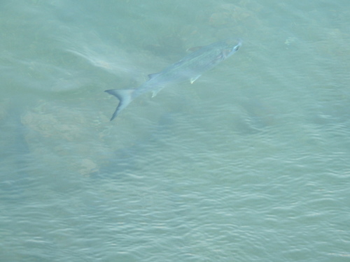 Lisa amarilla (Mugil trichodon)