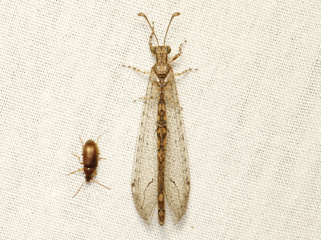 Antlions and Owlflies from Makangale, Pemba Island, Tanzania on ...