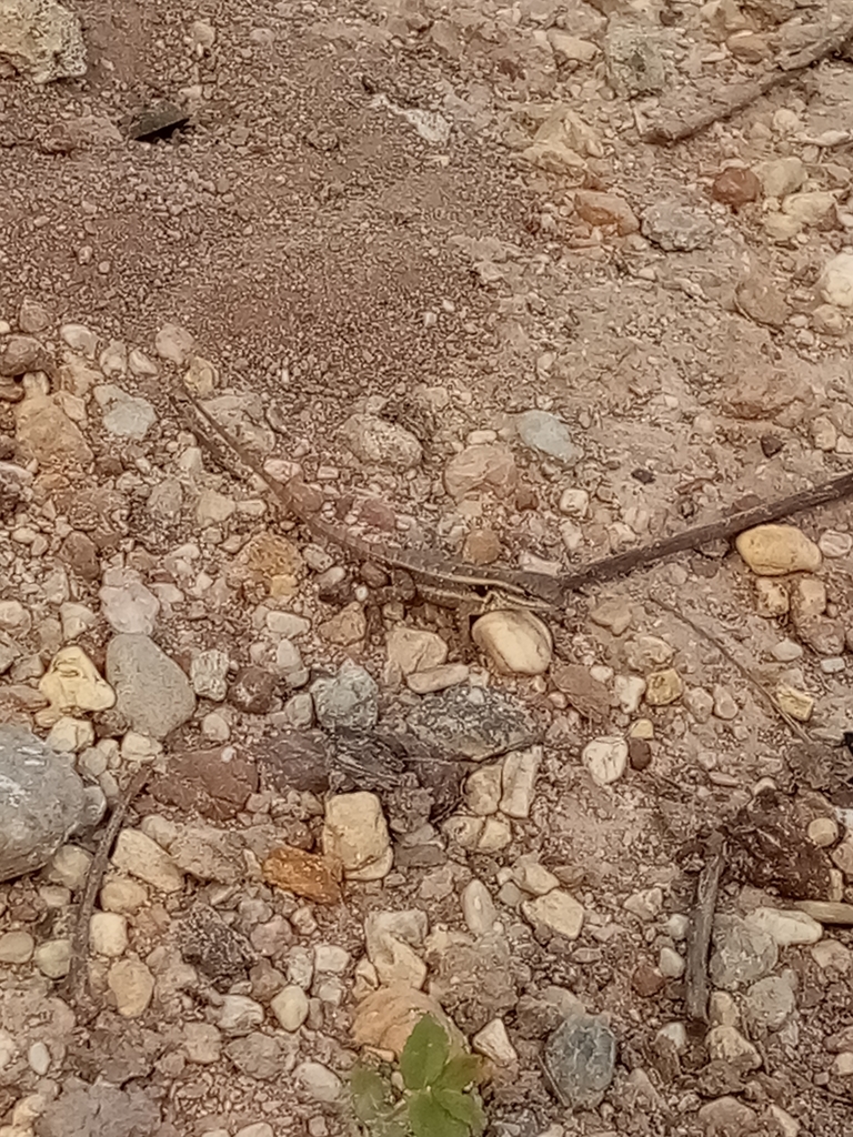Rose-bellied Lizard in November 2021 by Ricardo Amador · iNaturalist