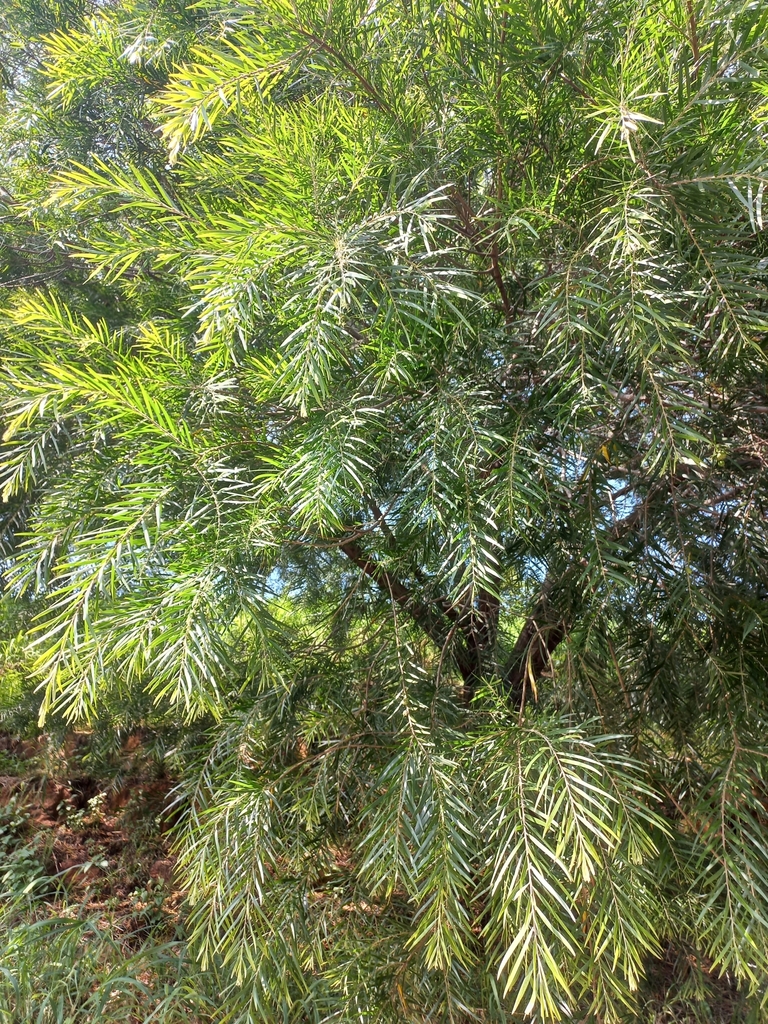 dicots from Braamfontein, Johannesburg, 2017, South Africa on February ...