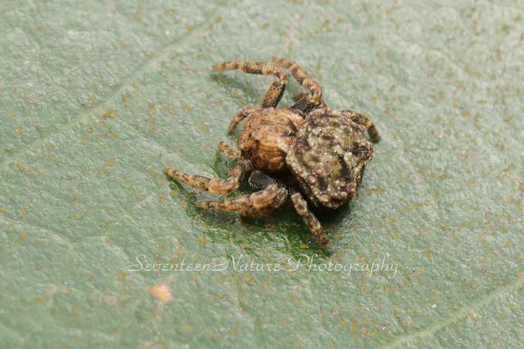 Boliscus tuberculatus from 中国海南省乐东黎族自治县 on February 15, 2022 at 06:30 ...
