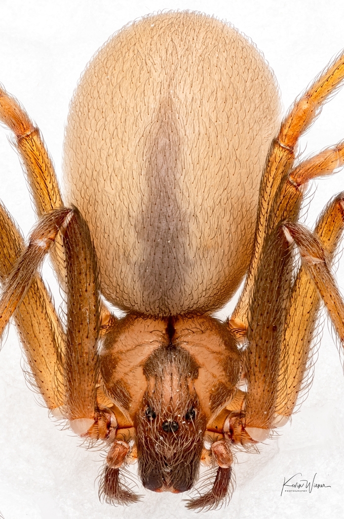 Brown Recluse from Kathleen / Jeannette, Evansville, IN, USA on ...