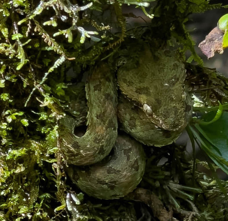 Eyelash Viper from Alajuela Province, Costa Rica on December 31, 2021 ...