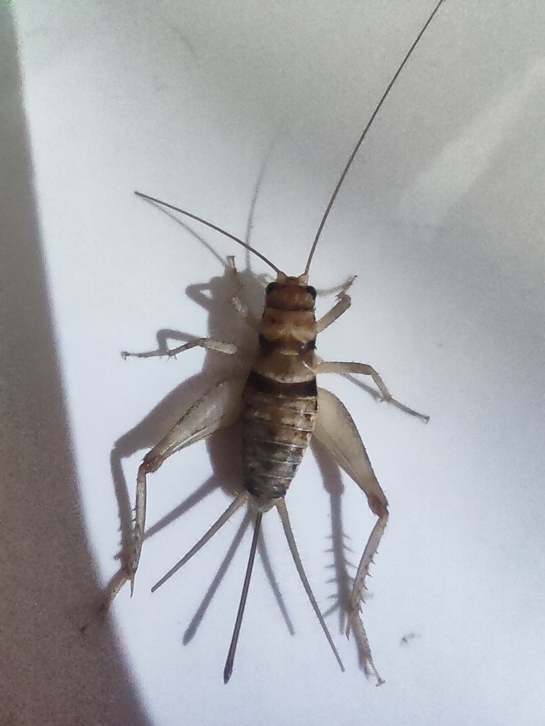 Tropical House Cricket from Vigia, PA, 68780-000, Brasil on November 12 ...