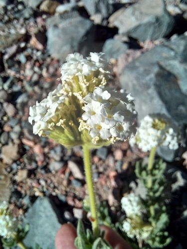 Junellia origenes · iNaturalist