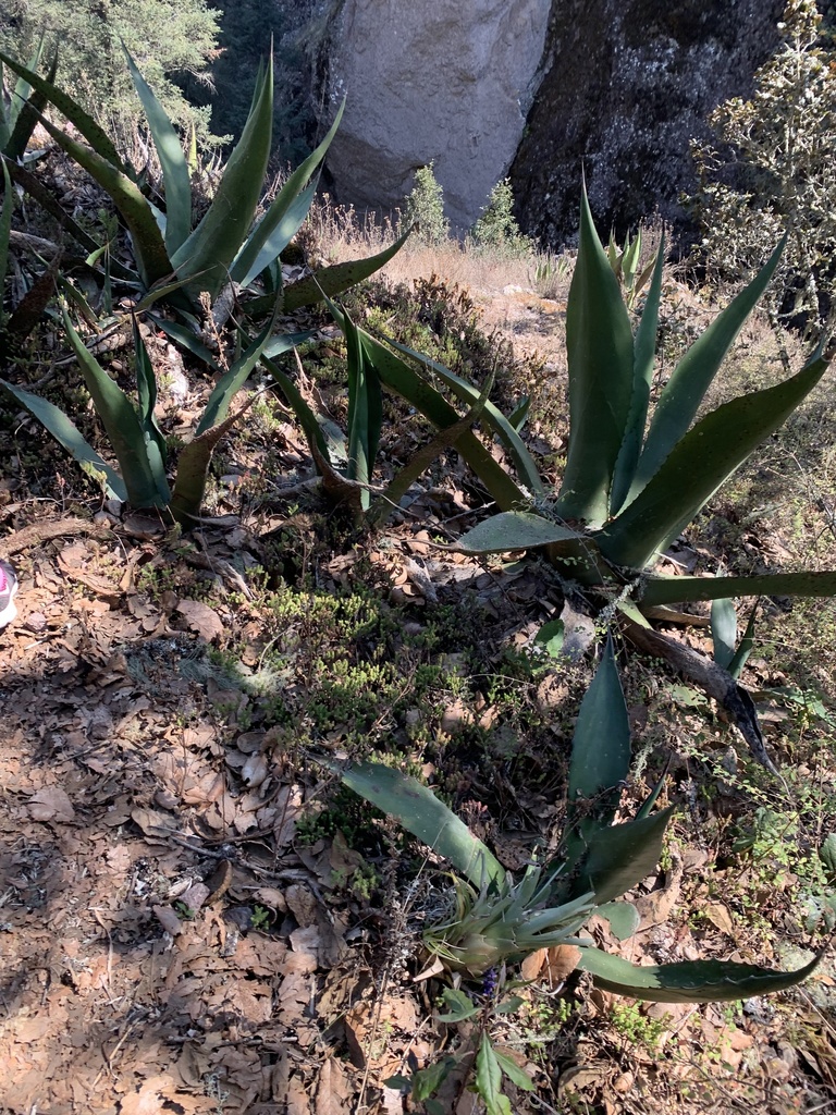 pulque agave from Mineral del Chico, HGO, MX on February 19, 2022 at 03 ...