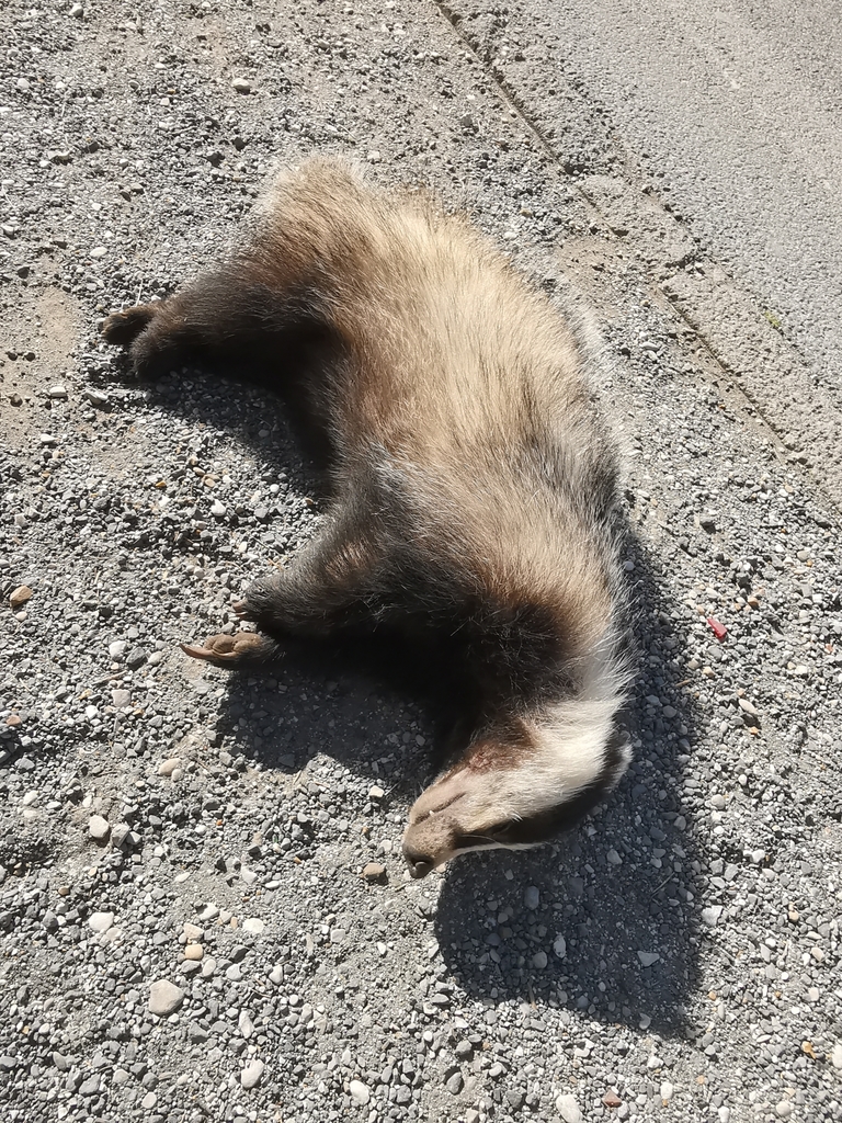 Common European Badger from 00062 Bracciano RM, Italia on February 25 ...