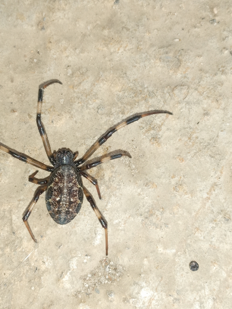 Asian Hermit Spider from CR5W+9FR, Pulau Tengah, Kec. Jangkat ...