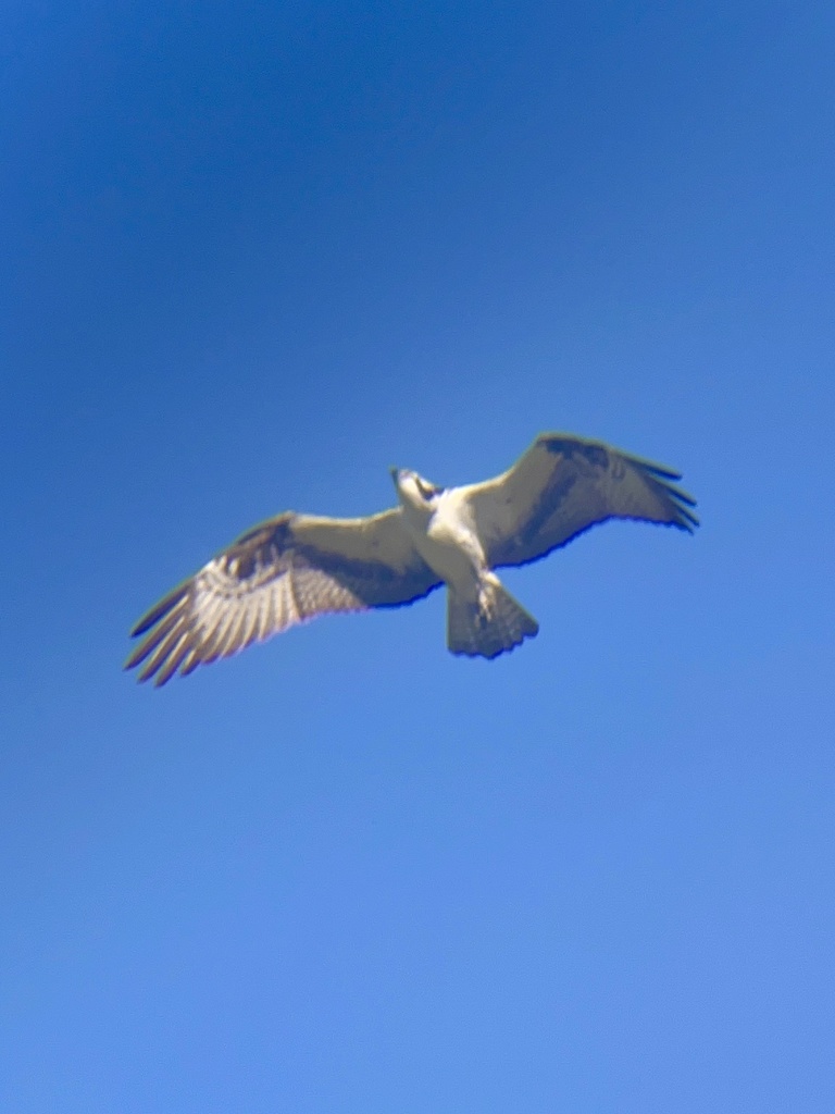 Osprey from Lake Poway Recreation Area, Poway, CA, US on January 22 ...