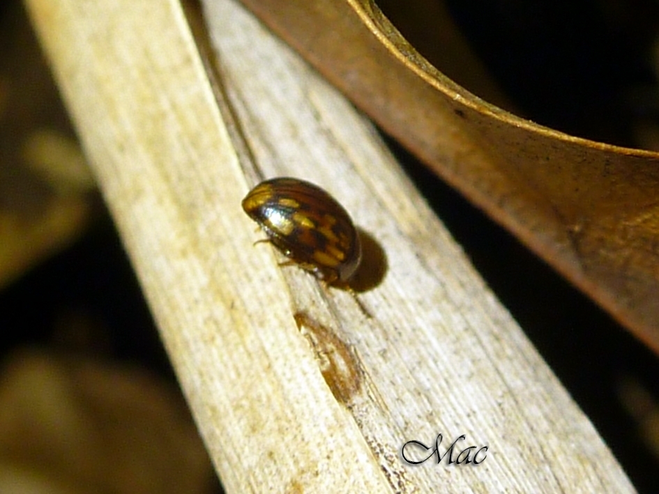 Diaperinae from Piñalito Sur on February 02, 2022 by Marcela Cartabia ...
