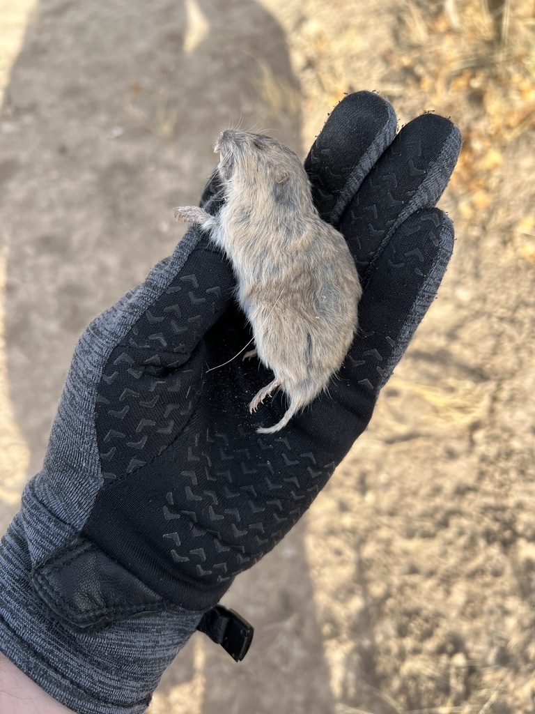 Botta's Pocket Gopher in February 2022 by stephenfalick · iNaturalist