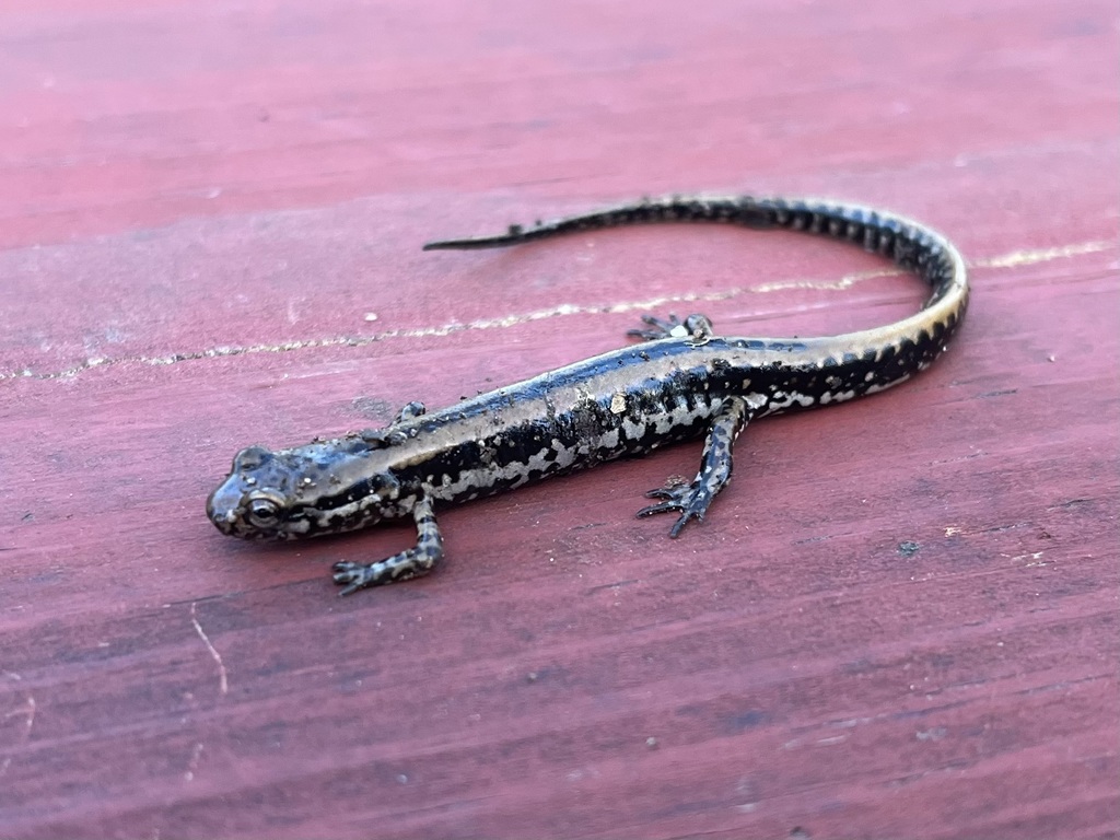 Three-lined Salamander from Oxford, AL, USA on February 23, 2022 at 05: ...