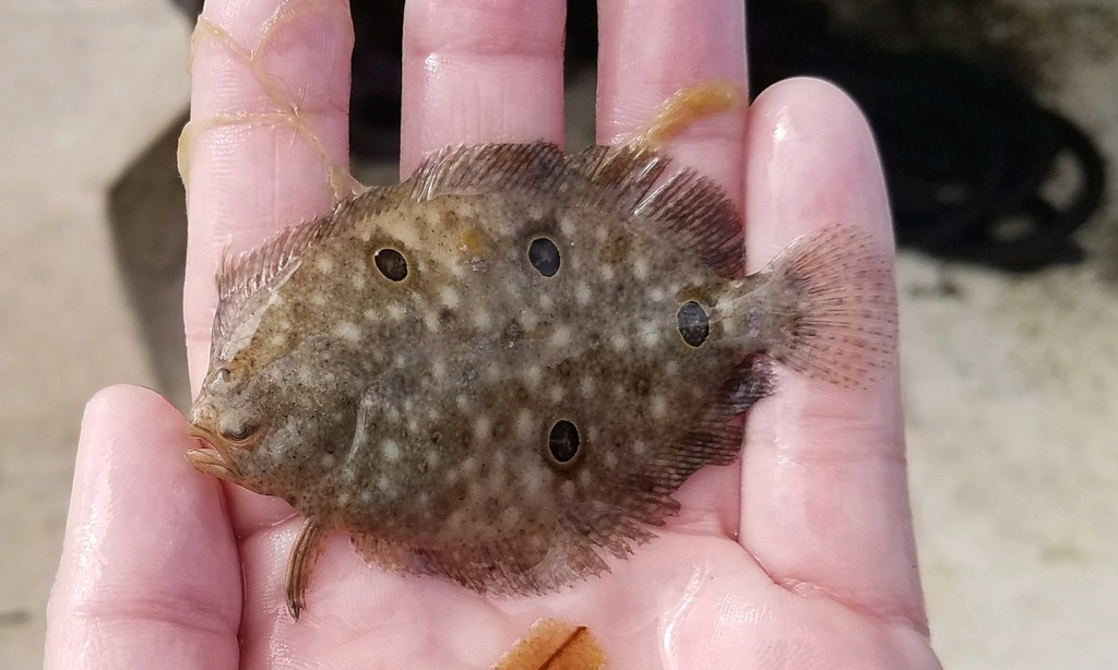 Ocellated Flounder (A Field Guide to the Fishes of Charlotte Harbor ...