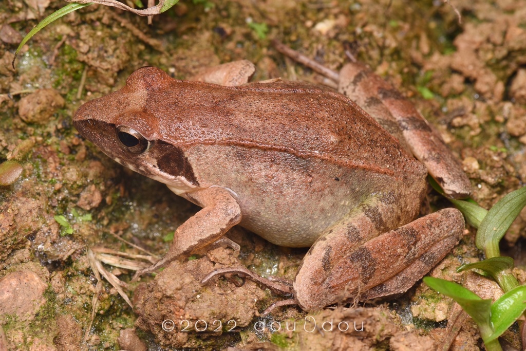 Zhenhai Brown Frog from 徽州区, 黄山市, 安徽省, CN on October 1, 2021 at 01:23 ...