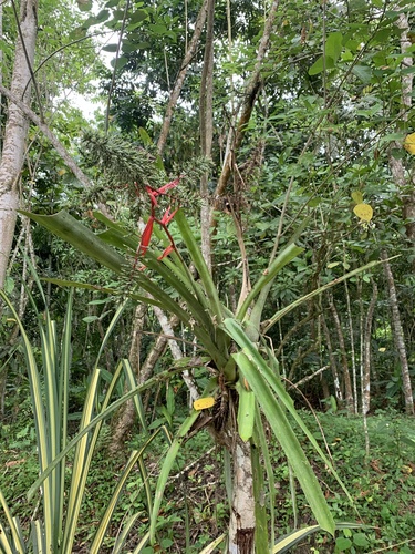 Aechmea pyramidalis · iNaturalist