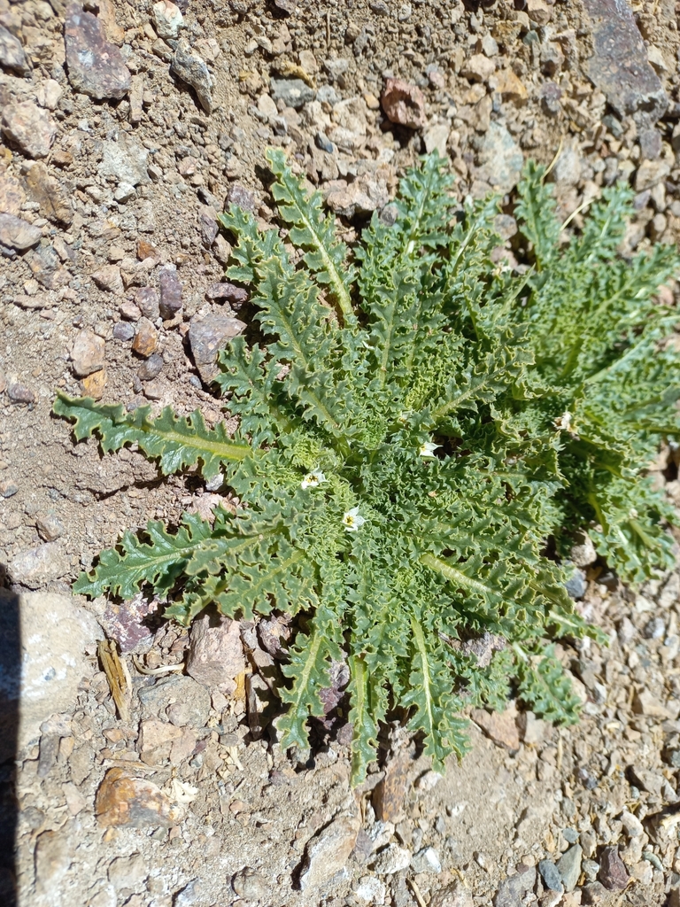 Jaborosa caulescens in November 2021 by ROMINA ALEJANDRA LARA RIQUELME ...