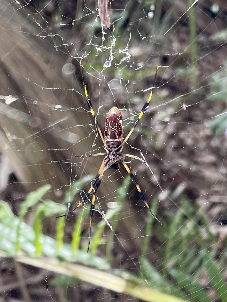 Golden Silk Spider from Kendall Indian Hammocks Park on February 24 ...