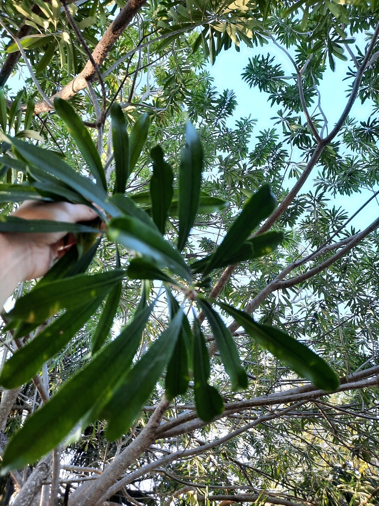 Cascabela gaumeri from 17 de Octubre, Chetumal, Q.R., México on ...
